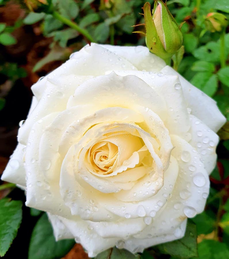A White Rose and Bud Rose Flower Stock Photo - Image of nature, flower ...