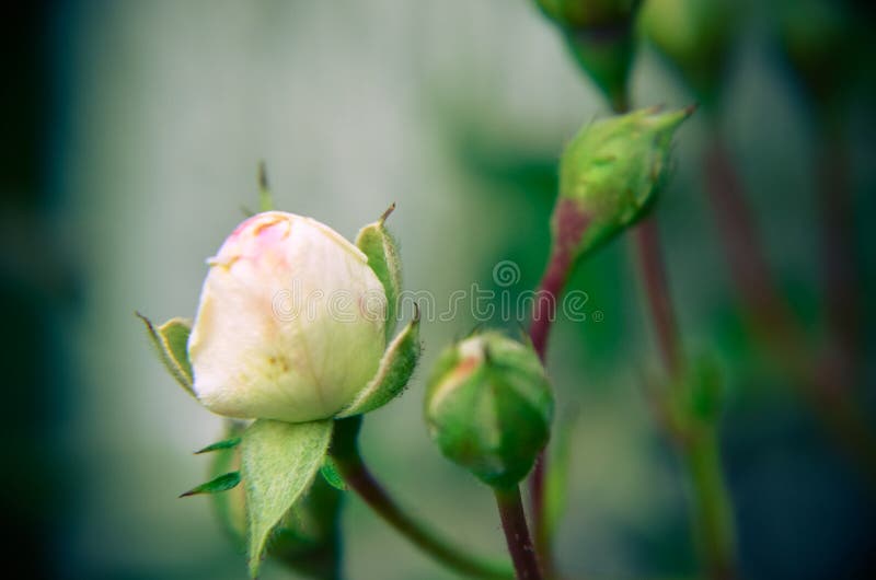White Rose Bud on a Garden Background. New Buds. Stock Image - Image of ...