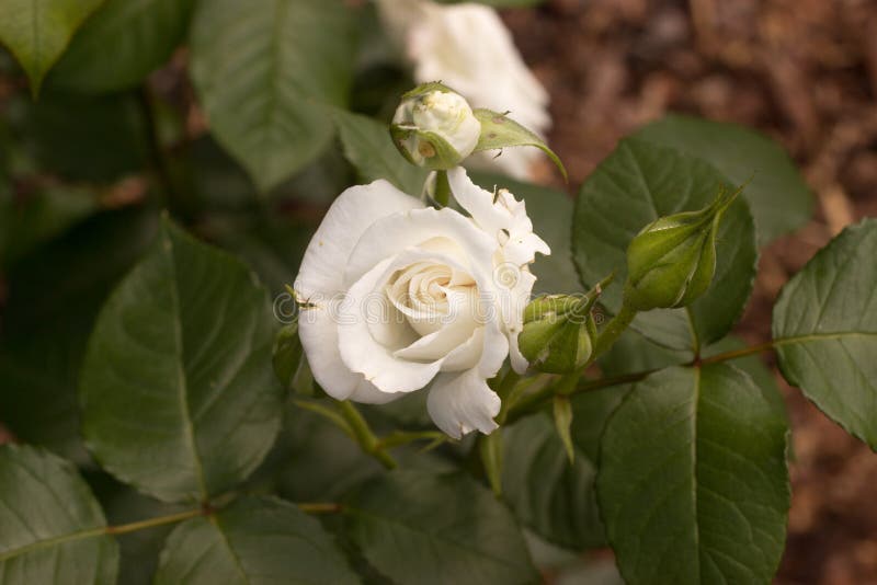 White Rose and Bud with Leaves Stock Photo - Image of macro, freshness ...