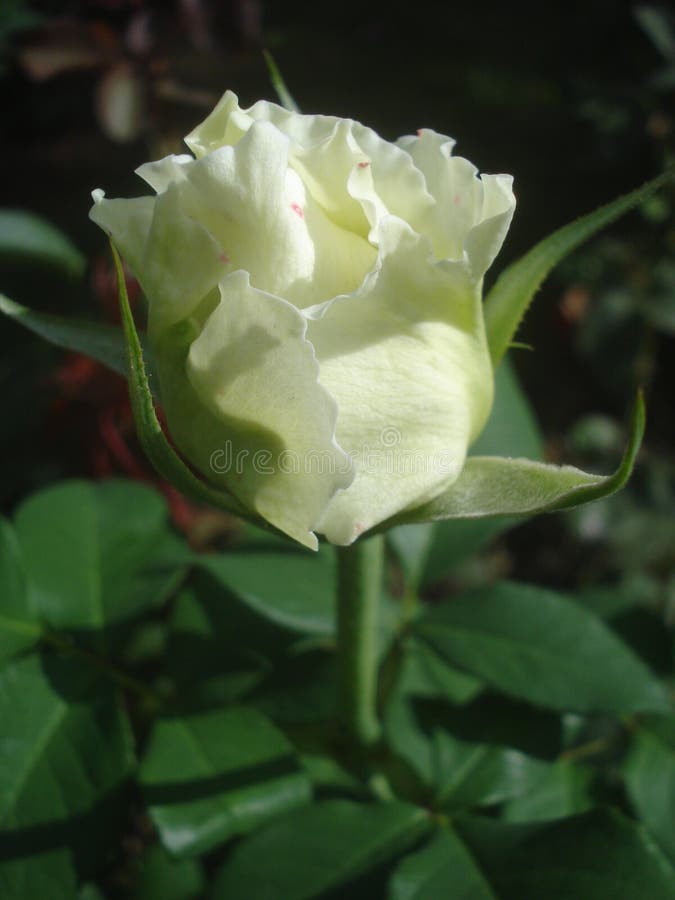 White rose bud stock photo. Image of tranquil, flora - 77753330