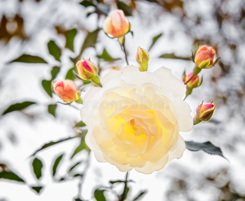 White Rose with Buds Backlit Stock Photo - Image of flowerbed, october ...