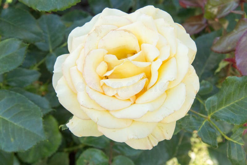 White Rose stock photo. Image of white, victoria, wildlife - 74837080