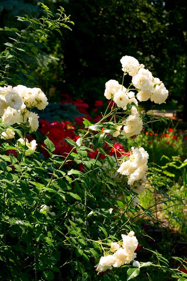 White Rose bush stock image. Image of background, white - 103604035