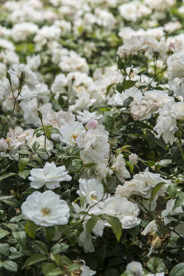 White Rose Bush stock photo. Image of romance, ornamental - 55804468