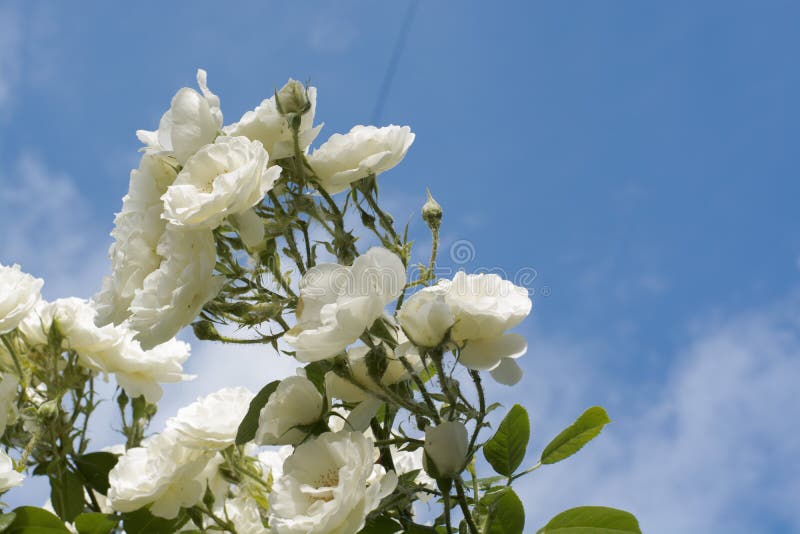 White Rose Bush in the Blue Sky Stock Photo - Image of flower, garden ...