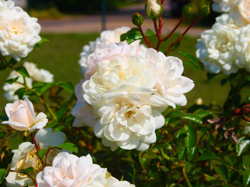 White rose bush close up. stock photo. Image of flora - 107368474