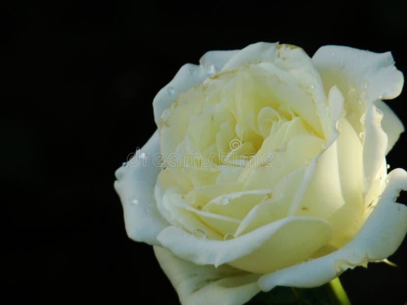 White Rose, White Rose Bush in the Garden Stock Image - Image of bright ...