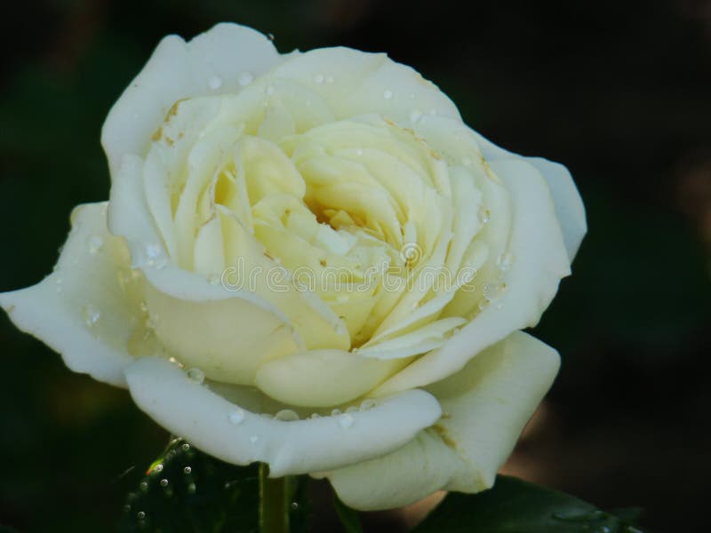 White Rose, White Rose Bush in the Garden Stock Image - Image of leaves ...