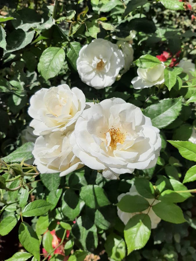 White Rose Bush in the Park Stock Image - Image of bell, roses: 216492023