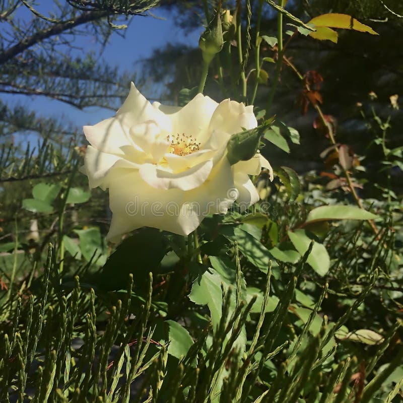 White rose bush stock image. Image of beauty, leaves - 107848653