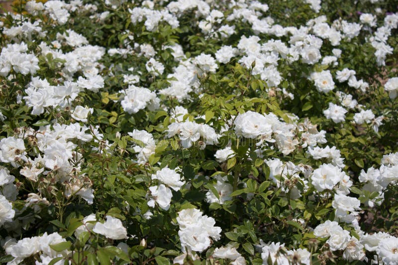 White Rose Bushes on a Summers Day Stock Photo - Image of rosebud ...