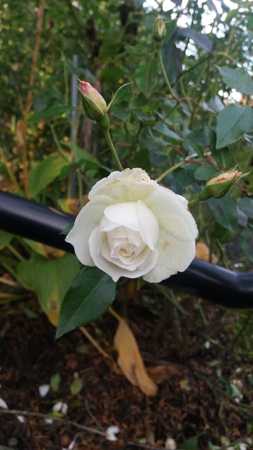 White Rose stock photo. Image of roses, garden, white - 80003102