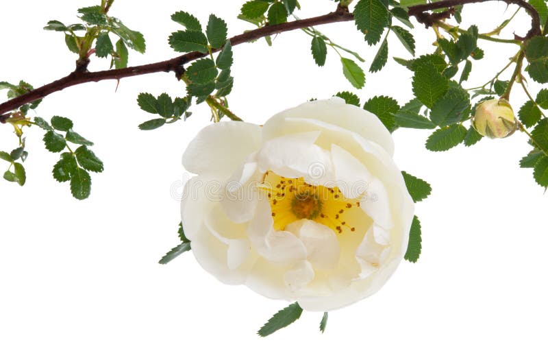 White Rose Climbing Isolated Stock Image - Image of floral, pastel ...