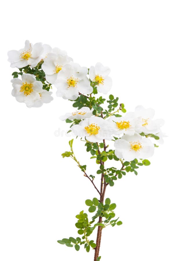 White Rose Climbing Isolated Stock Photo - Image of romance, petal ...