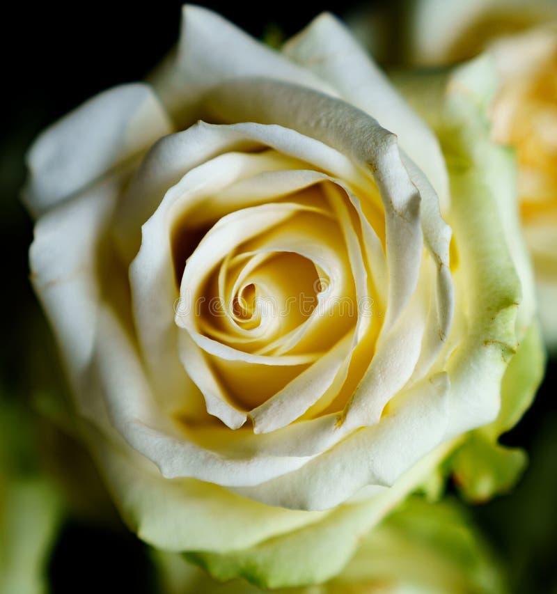 White Rose Close Up with Dark Background Stock Photo - Image of beauty ...