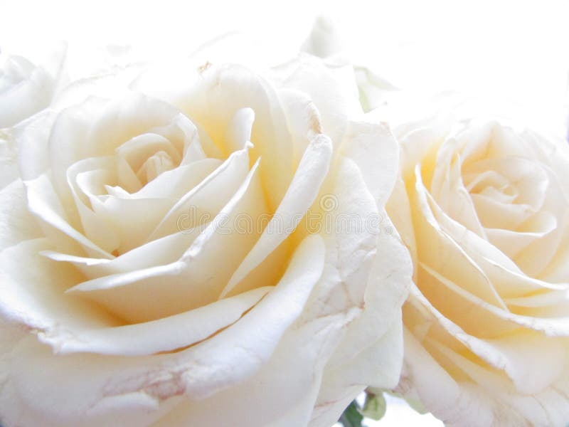 White rose close up stock photo. Image of single, petal - 45625168