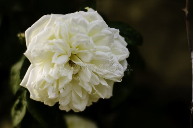 White rose close up stock photo. Image of natural, plant - 183203242