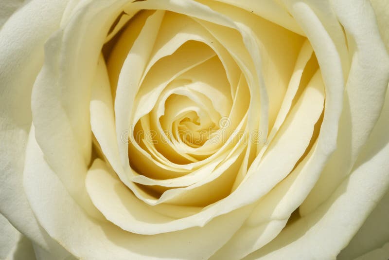 White Rose in Close-up, Rosa Rosa. Stock Photo - Image of closeup ...