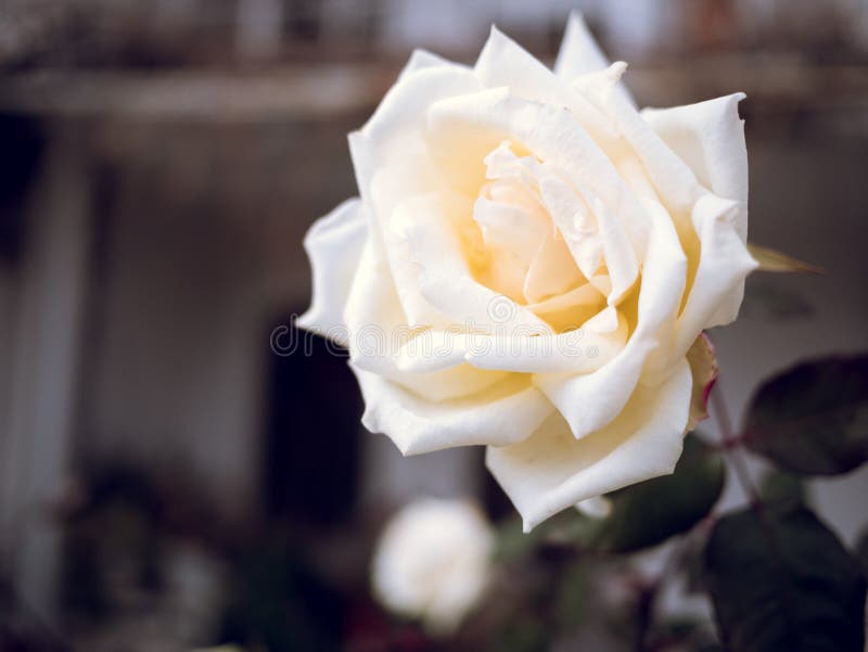 White Rose Close Up on Tree Branch Stock Image - Image of fresh, rose ...