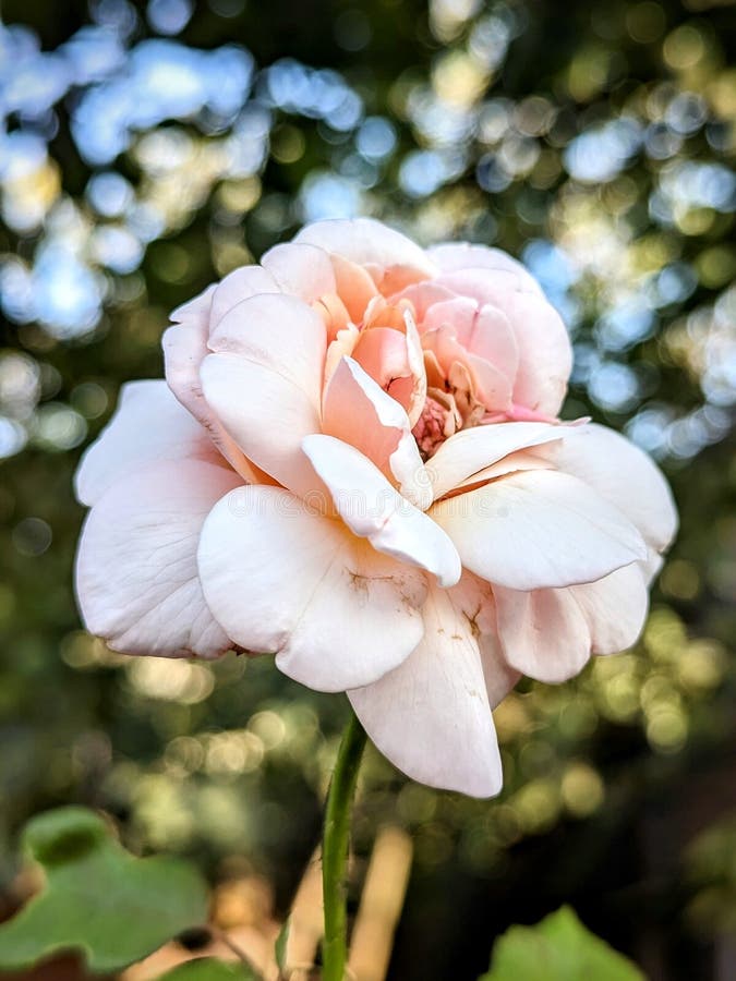 White rose close up view stock photo. Image of bloom - 289486378