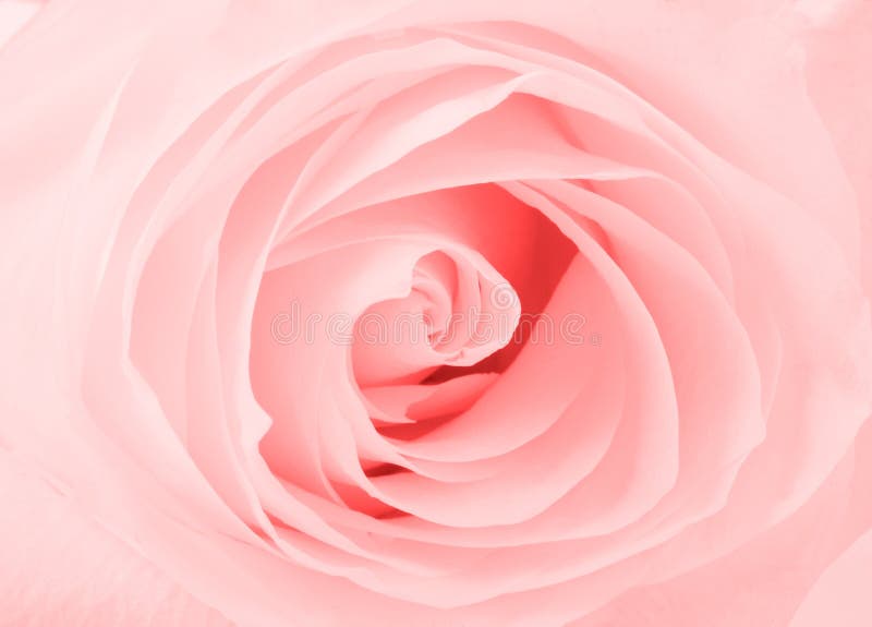 White rose close up view stock image. Image of fallen - 42036349