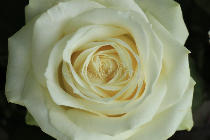 White rose close up stock photo. Image of wedding, macro - 53919722