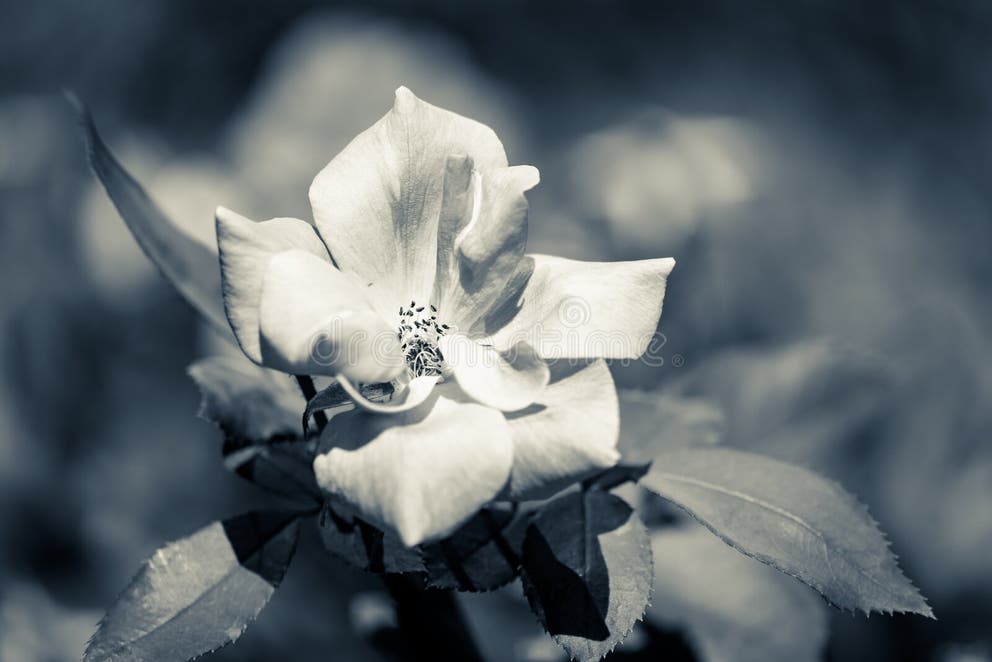 White rose in cold duotone stock image. Image of gardening - 205539917