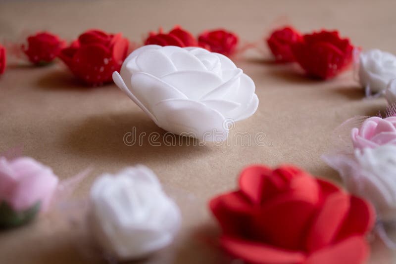 White Rose among Colored Roses Stock Photo - Image of pollution, gift ...