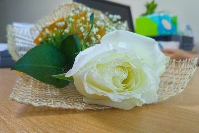 White Rose for Congratulation . Stock Image - Image of congratulation ...