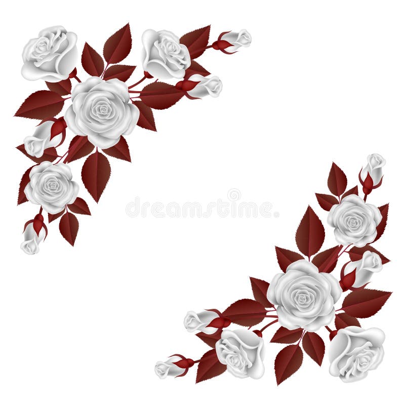 White Rose Corner Isolated on White Stock Vector - Illustration of ...