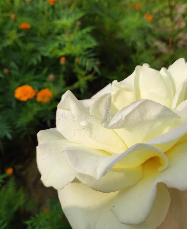 White Rose with Creamy Look Stock Photo - Image of sunglow, nature ...