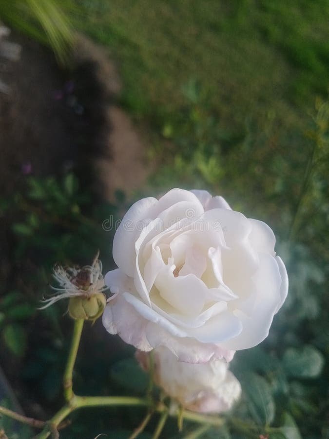 White Rose so cute stock image. Image of flower, peony - 238527963
