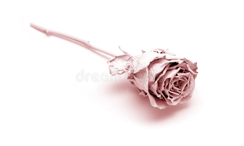 286 Rotting Rose Stock Photos - Free & Royalty-Free Stock Photos from ...