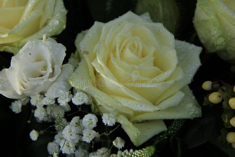 White rose with dew drop stock photo. Image of decoration - 221609732