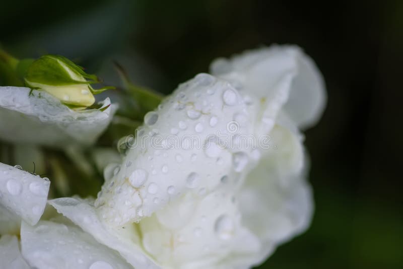 White Rose with Dew Drops on Petals Stock Image - Image of background ...