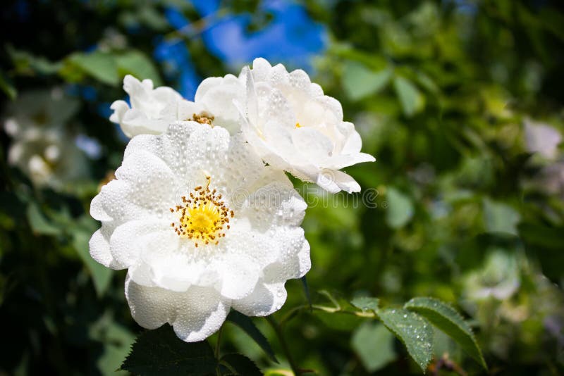 White rose stock photo. Image of petals, rain, water - 31721658
