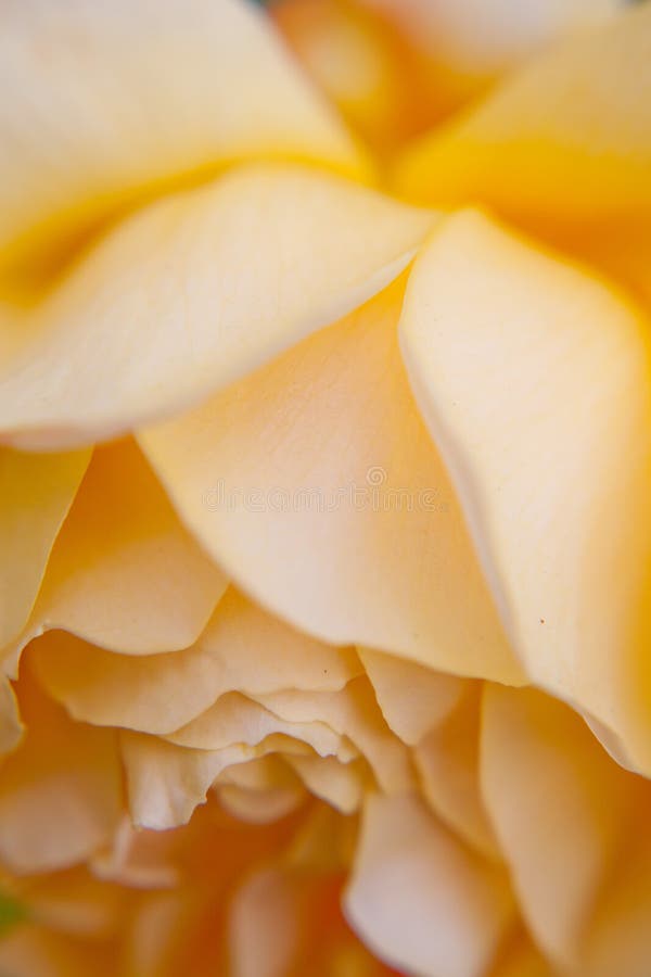White Rose Flakes in Macroperspective Stock Photo - Image of close ...