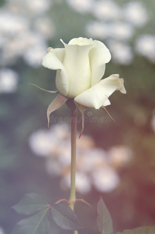 White rose stock photo. Image of macro, effect, glamour - 65136398
