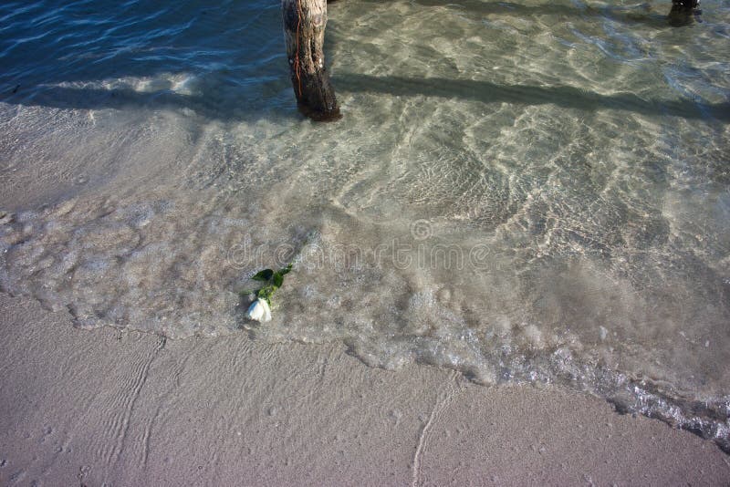 White Rose Floating on the Beach Stock Photo - Image of colours ...