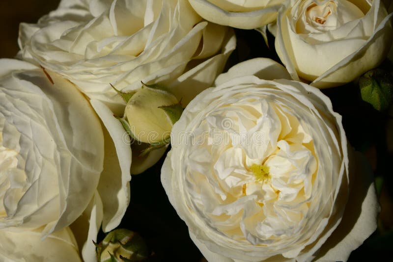 White rose, floribunda stock image. Image of blossom - 54144693