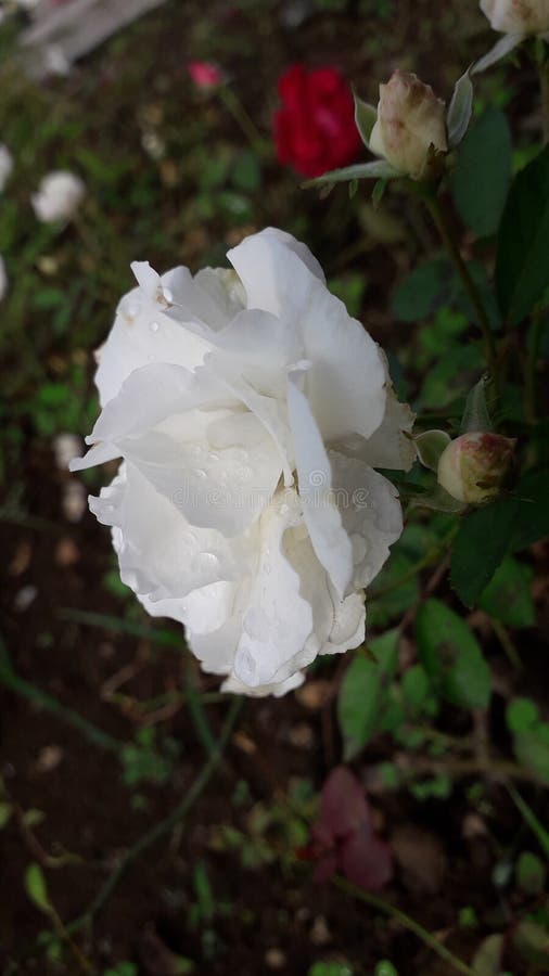 White rose flower stock image. Image of white, branch - 255454793