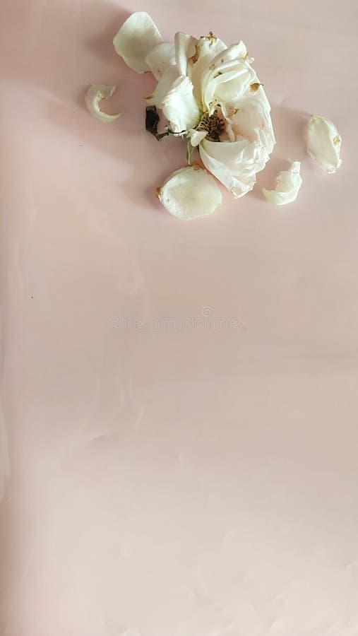 Fallen White Rose Aesthetic Background Stock Image - Image of circle ...