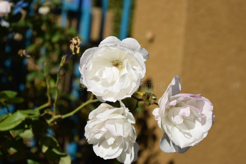 White Rose flower stock image. Image of natural, green - 74803755