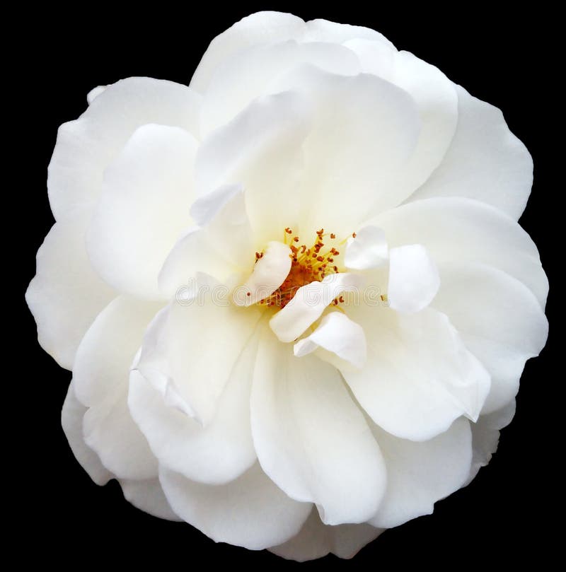 White Rose Flower on Black Isolated Background. Closeup Stock Photo ...