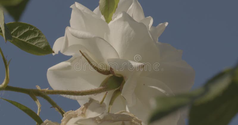 White Rose Flower Blows in the Wind Stock Video - Video of macro ...