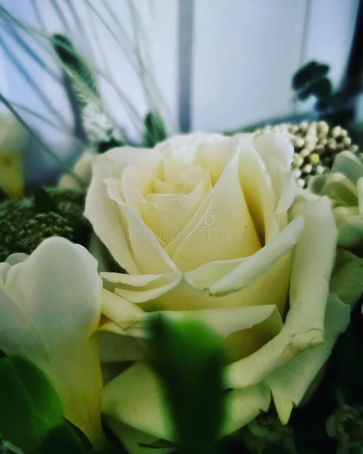 White rose flower bouquet stock photo. Image of bouquets - 201505398
