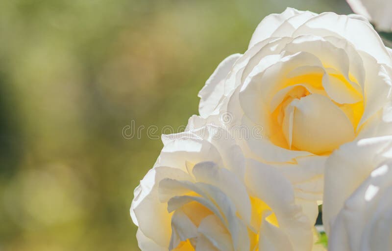 White rose flower buds stock photo. Image of people - 241919224