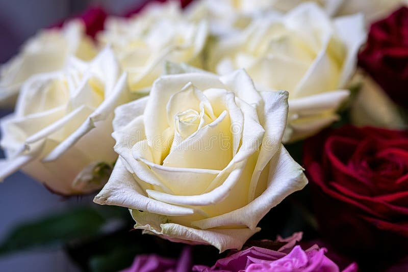White Rose Flower Buds, Large Bouquet Stock Image - Image of open ...