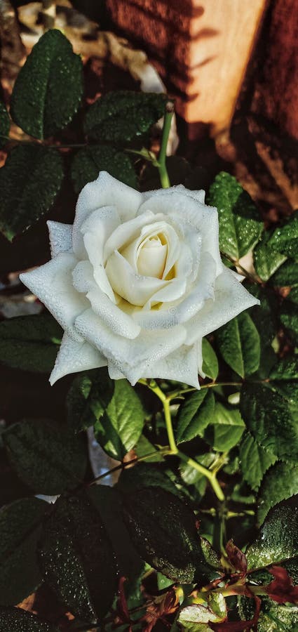White Rose Flower Fully Bloomed Stock Photo - Image of petal, shrub ...