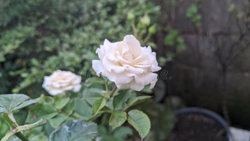 White Rose Flower on the Garden Stock Photo - Image of rose, bouquet ...